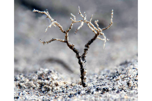 Foraminifera | Q?rius