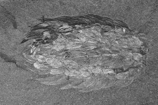 Turret Shell | Q?rius