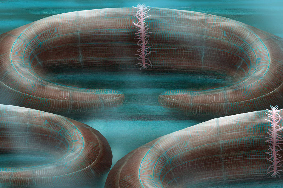 Fossil Clam | Q?rius