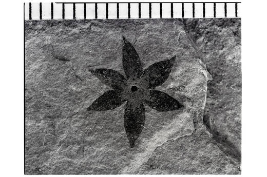 Fossil Beech Tree | Q?rius