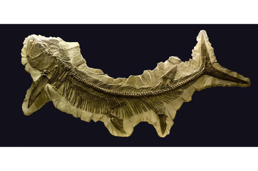 Fossil Ray-finned Fish | Q?rius