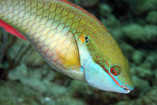 Fossil Ray-finned Fish | Q?rius