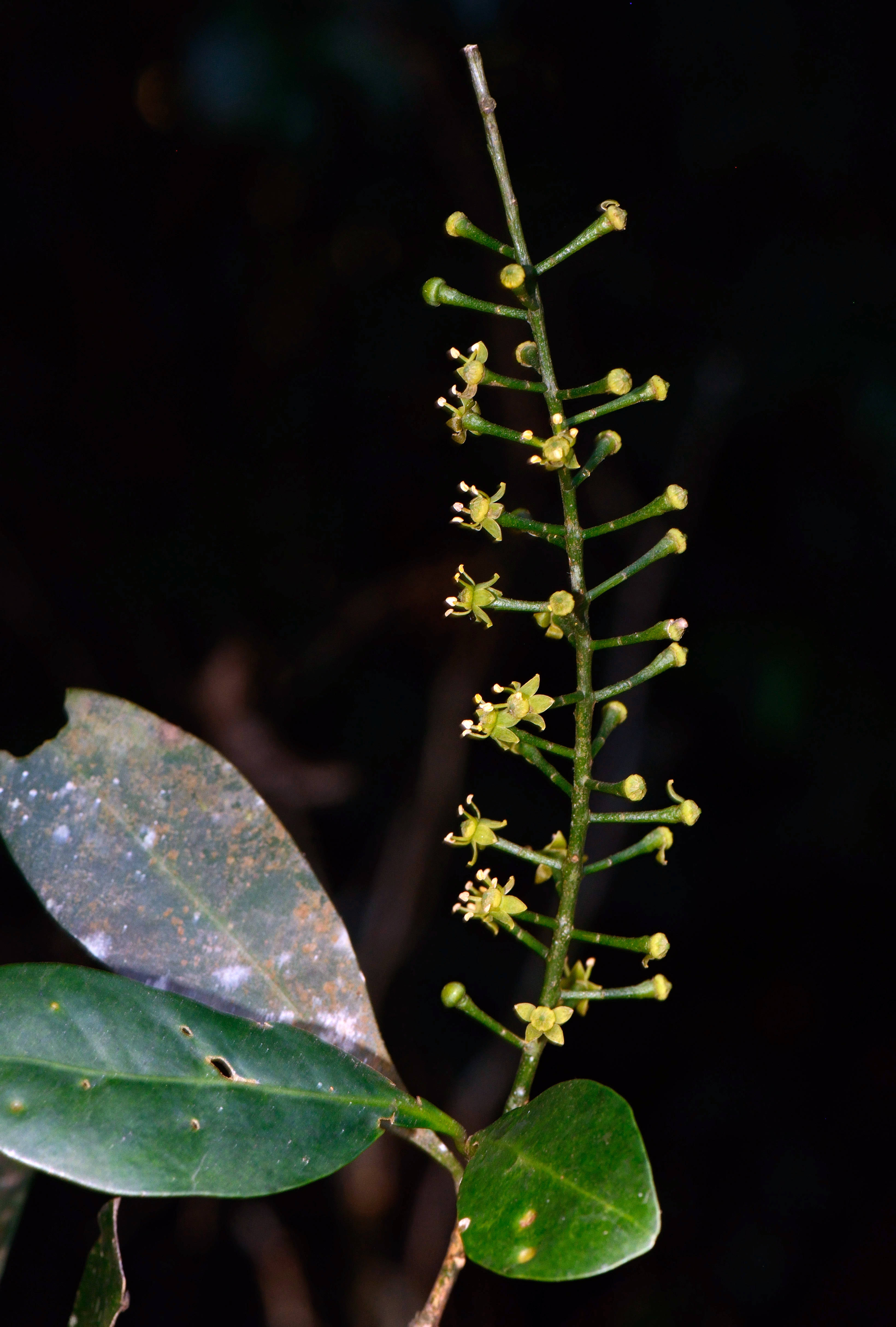 Pilocarpus pauciflorus A. St.-Hil. | Smithsonian Institution