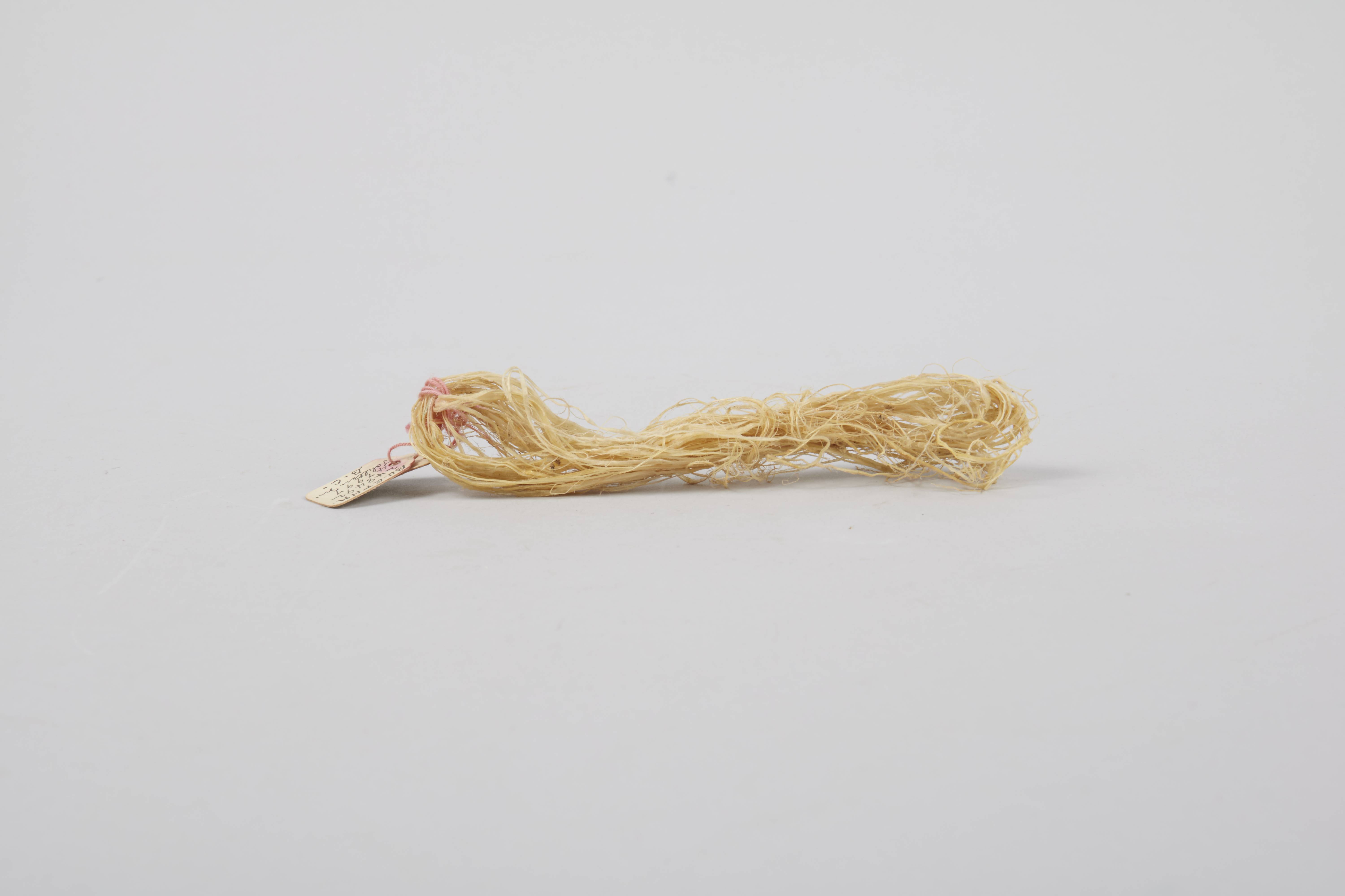 Sinew | Smithsonian Institution