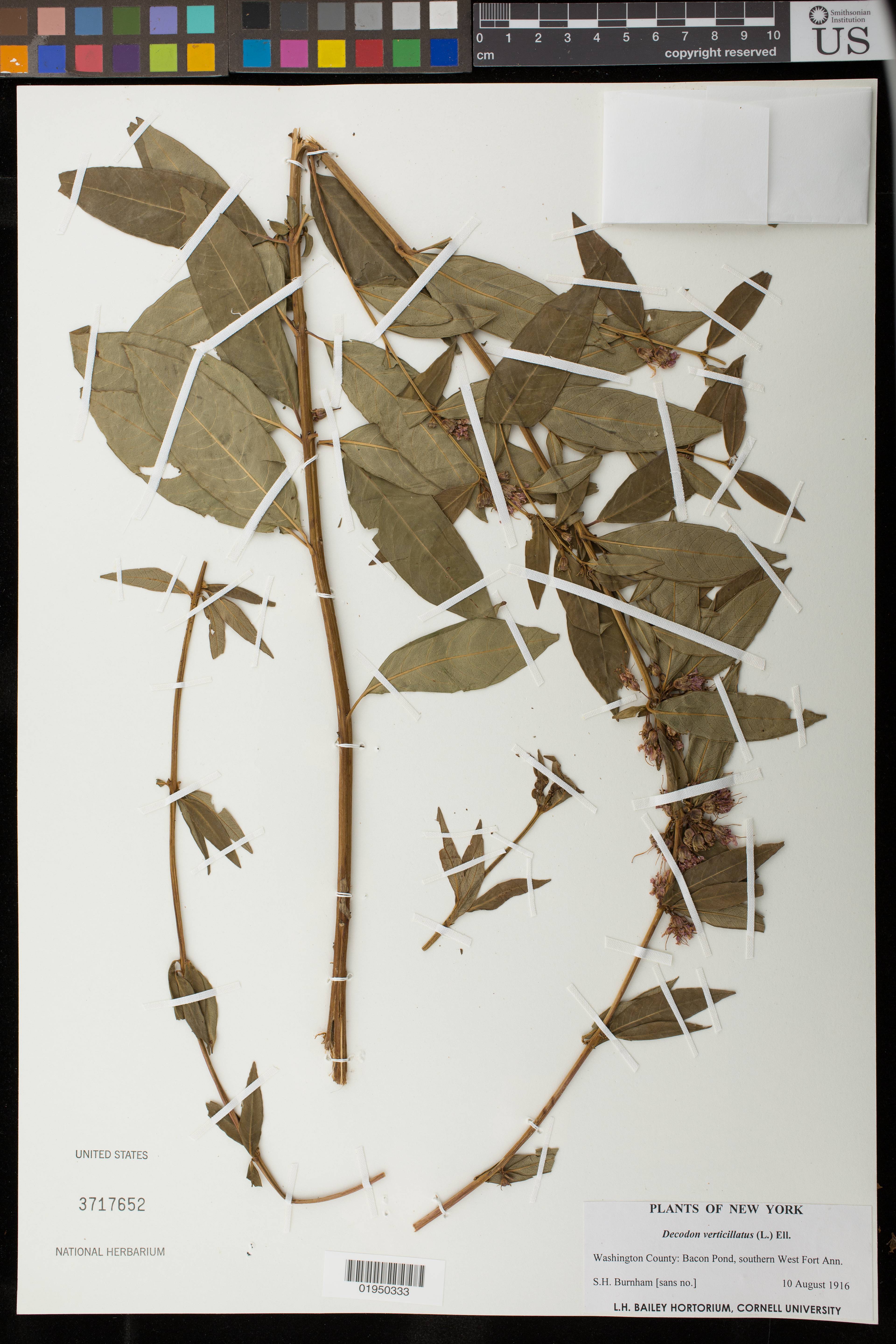 Decodon verticillatus (L.) Elliott | Smithsonian Institution