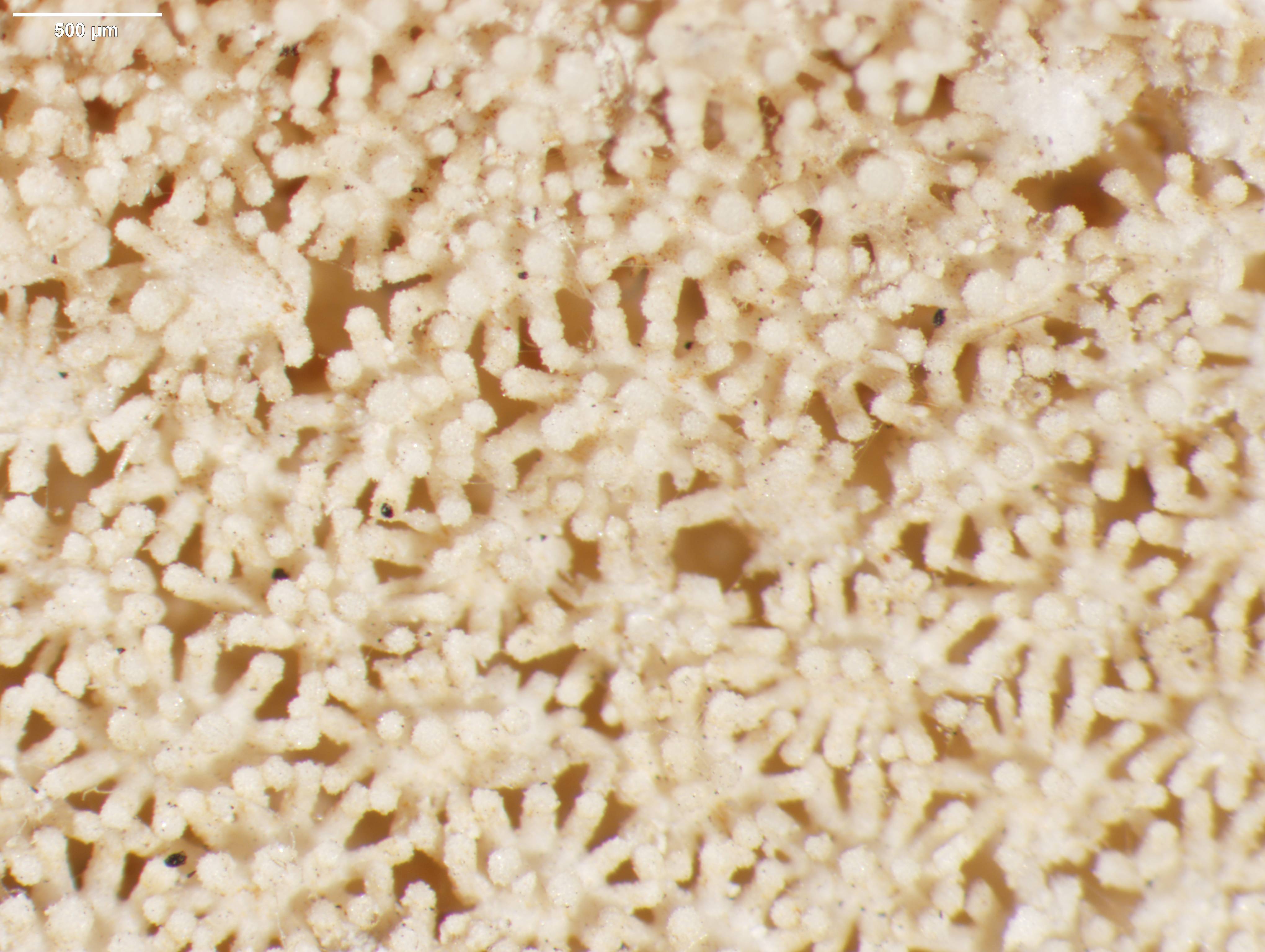 Astropecten nitidus | Smithsonian Institution