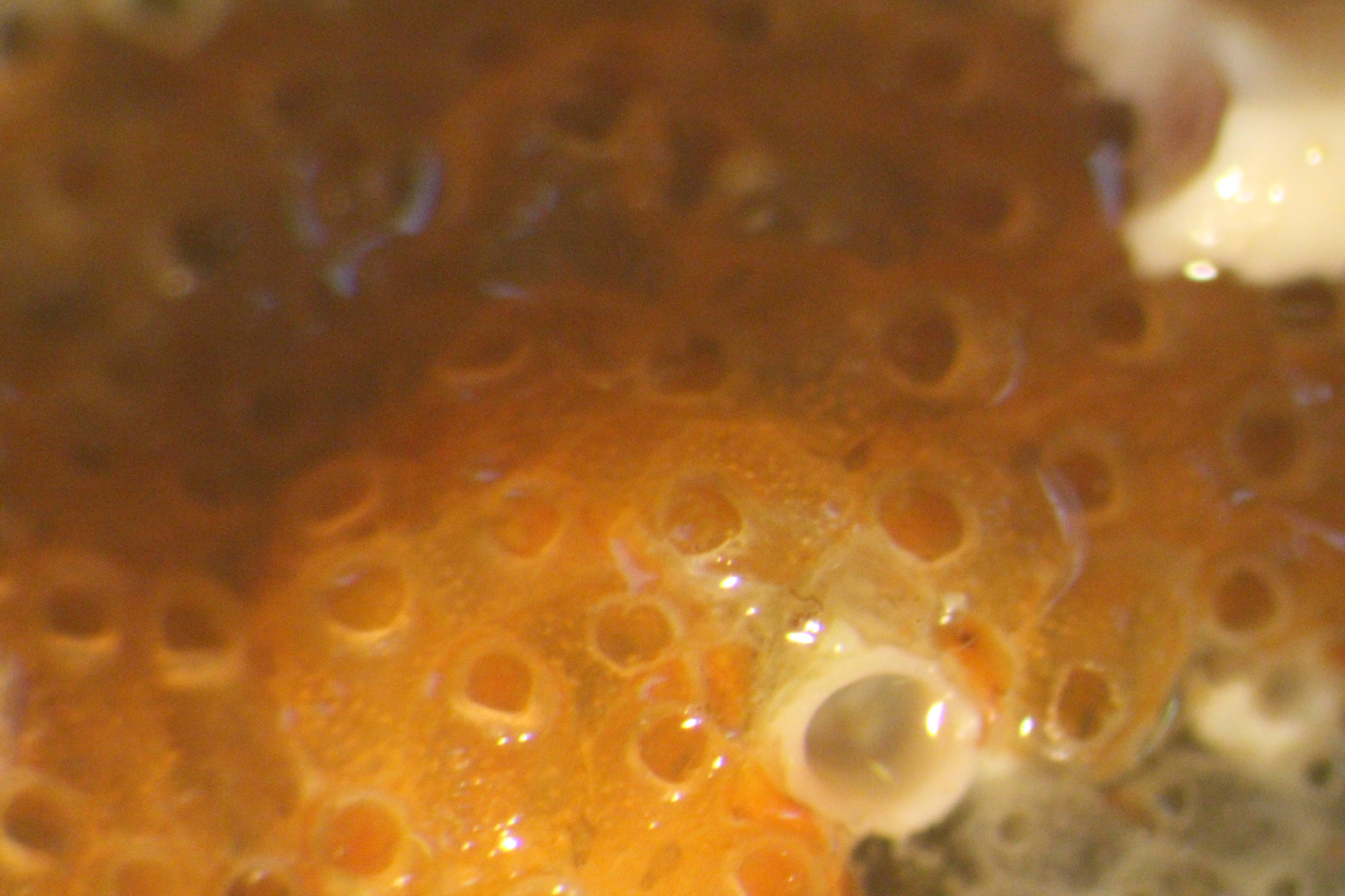 Alcyonidium sp. | Smithsonian Institution