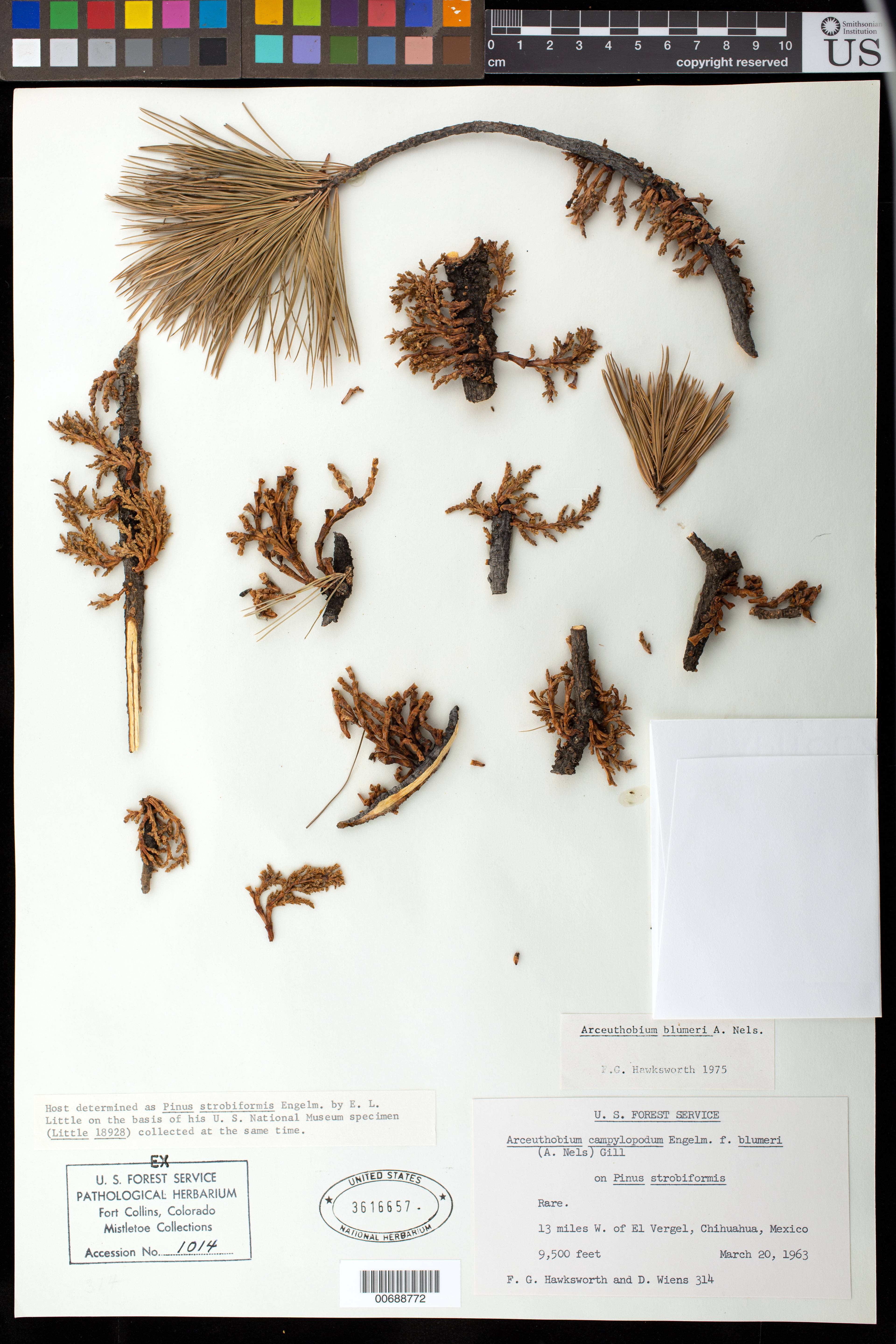 Pinus strobiformis Engelm. | Smithsonian Institution