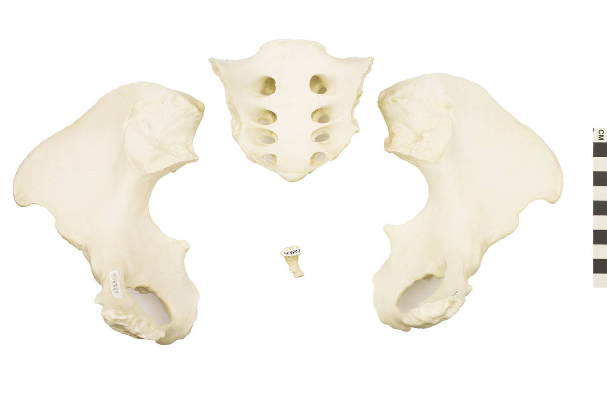 Modern Human | Smithsonian Institution