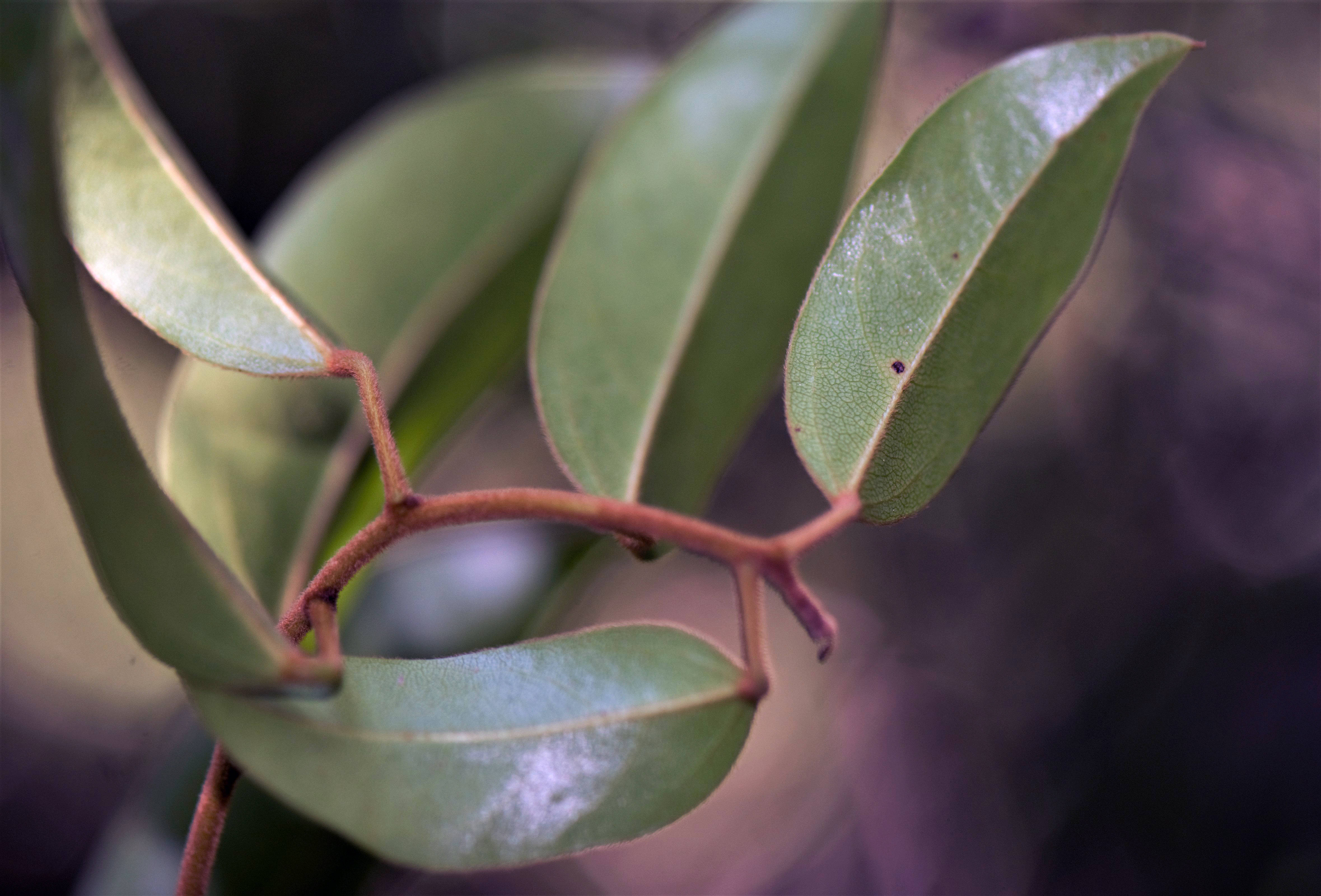 Abuta sp. | Smithsonian Institution