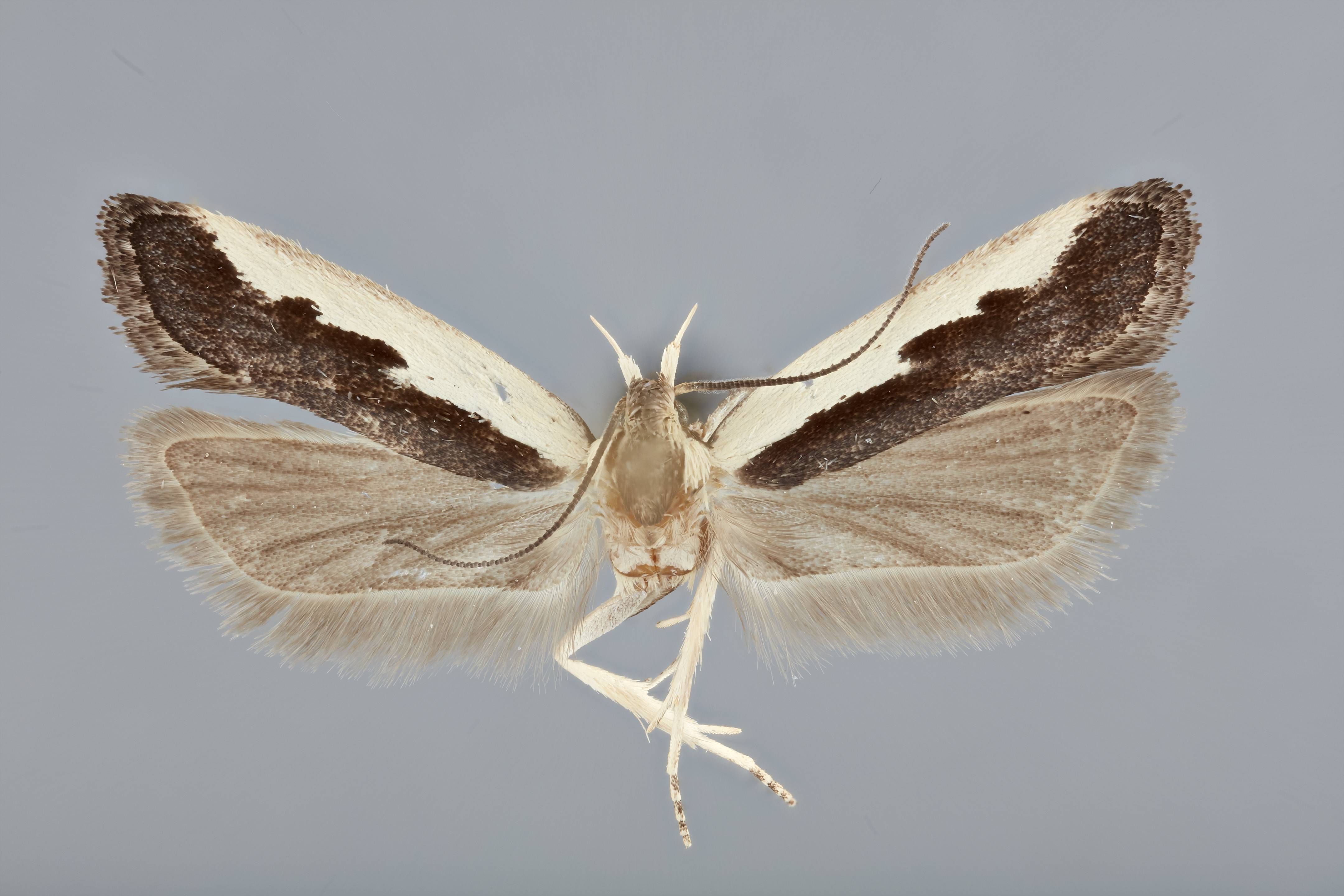 Dichomeris xanthoa | Smithsonian Institution