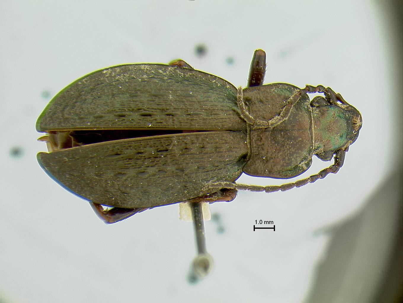 Carabus quadraticollis | Smithsonian Institution
