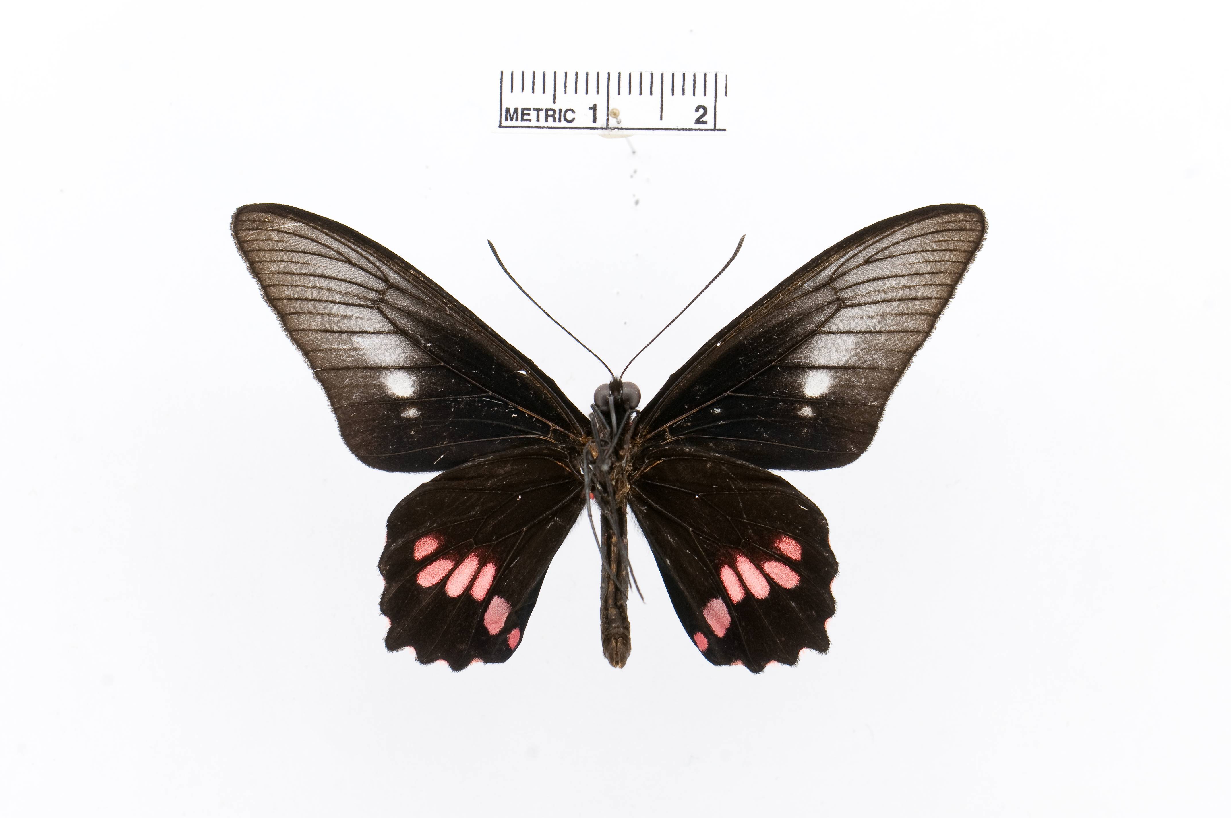 Pachliopta mariae | Smithsonian Institution