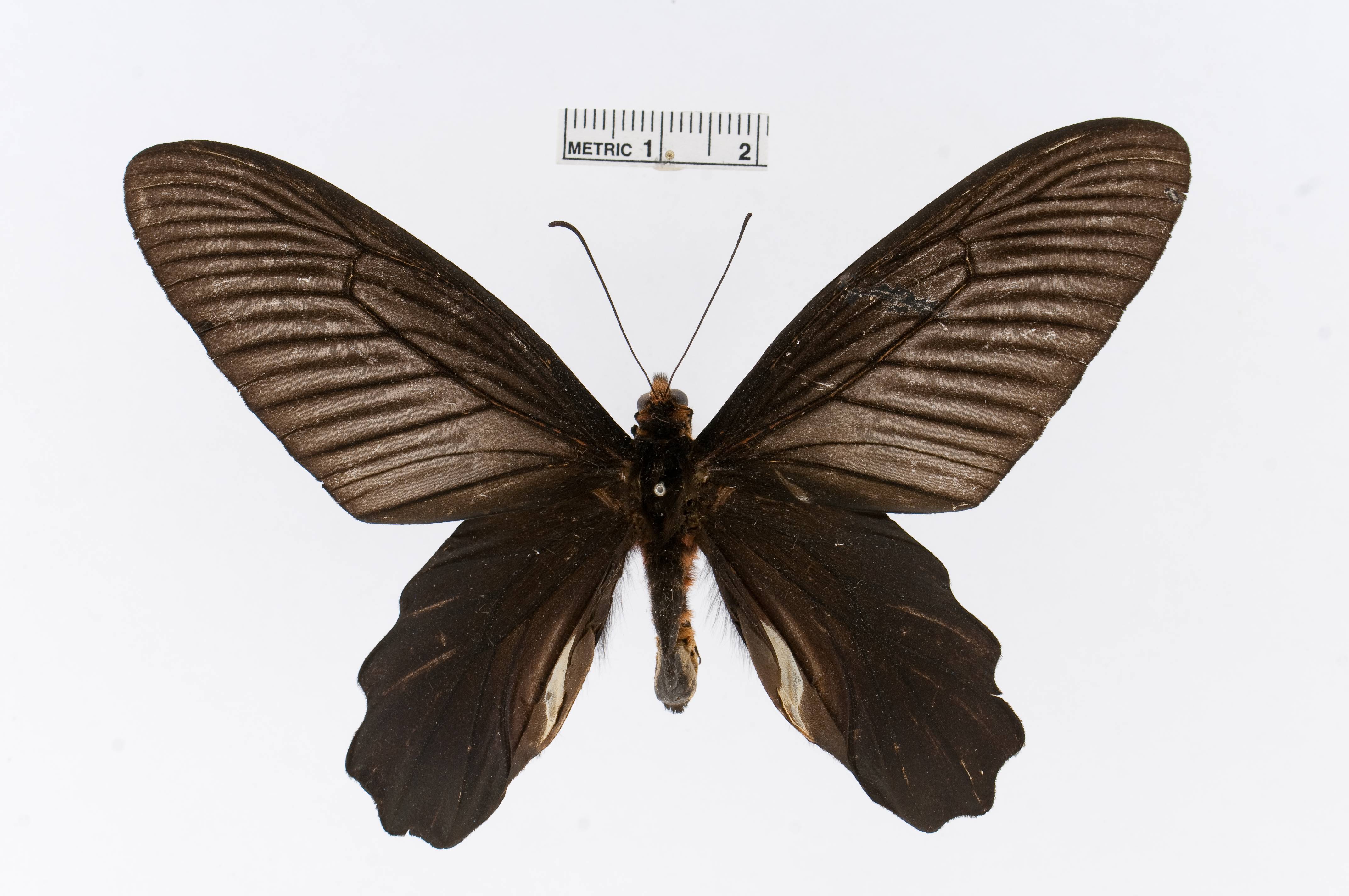 Atrophaneura aidoneus | Smithsonian Institution