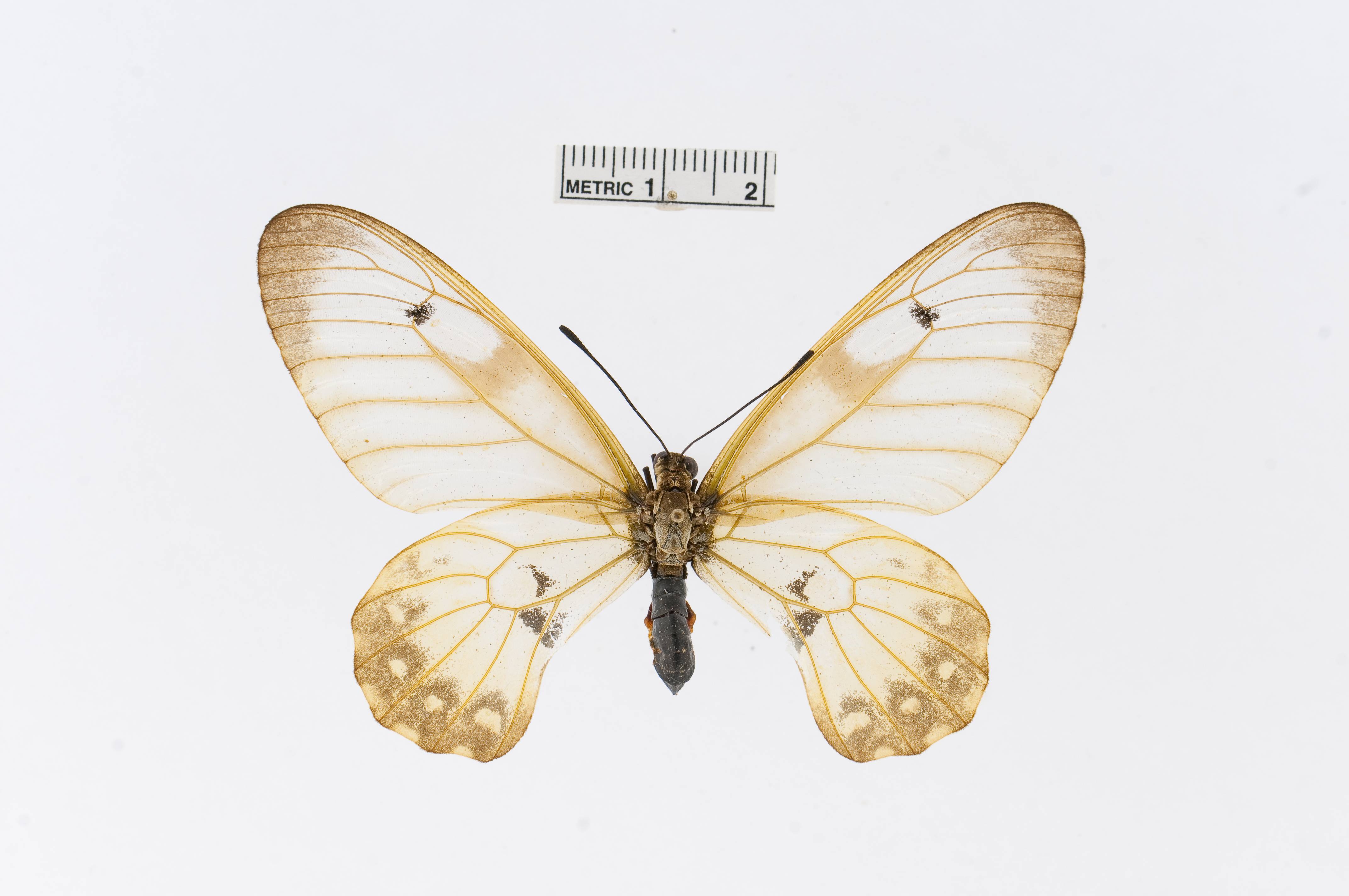 Cressida cressida | Smithsonian Institution