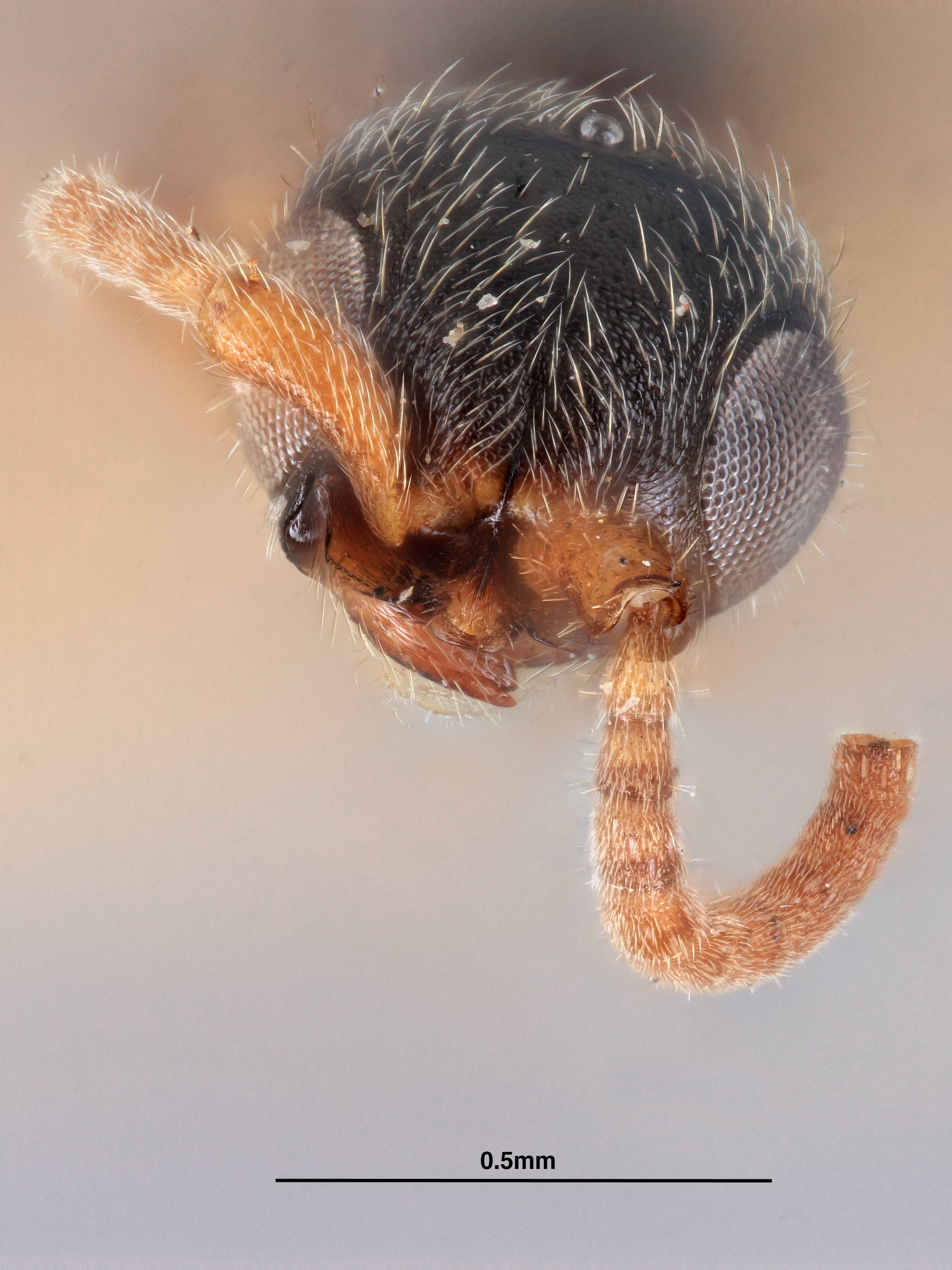 Holepyris punctifrons | Smithsonian Institution