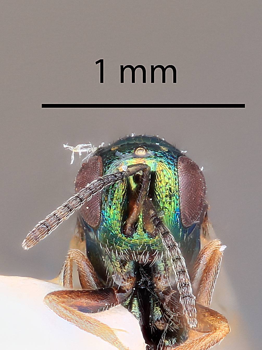 Ormyrus tenuis | Smithsonian Institution