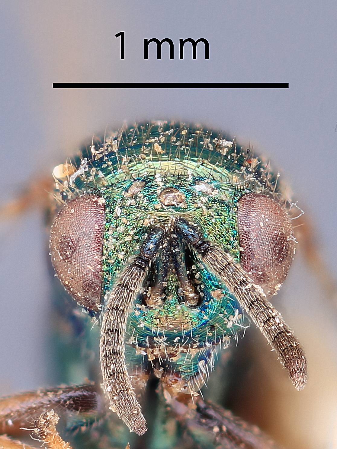 Ormyrus setosus | Smithsonian Institution