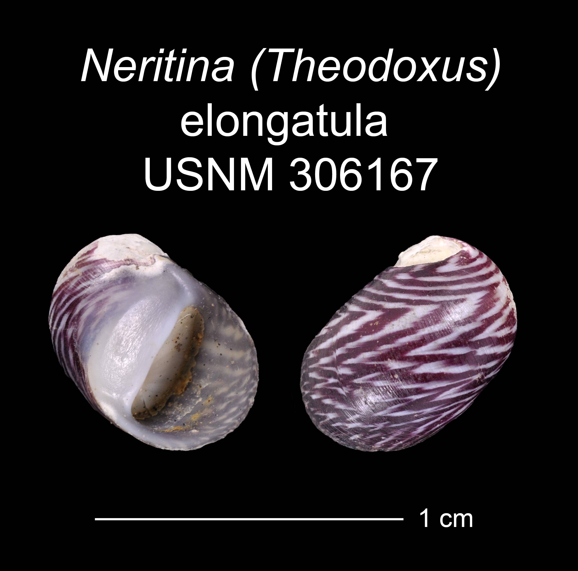 Neritina (Theodoxus) elongatula | Smithsonian Institution