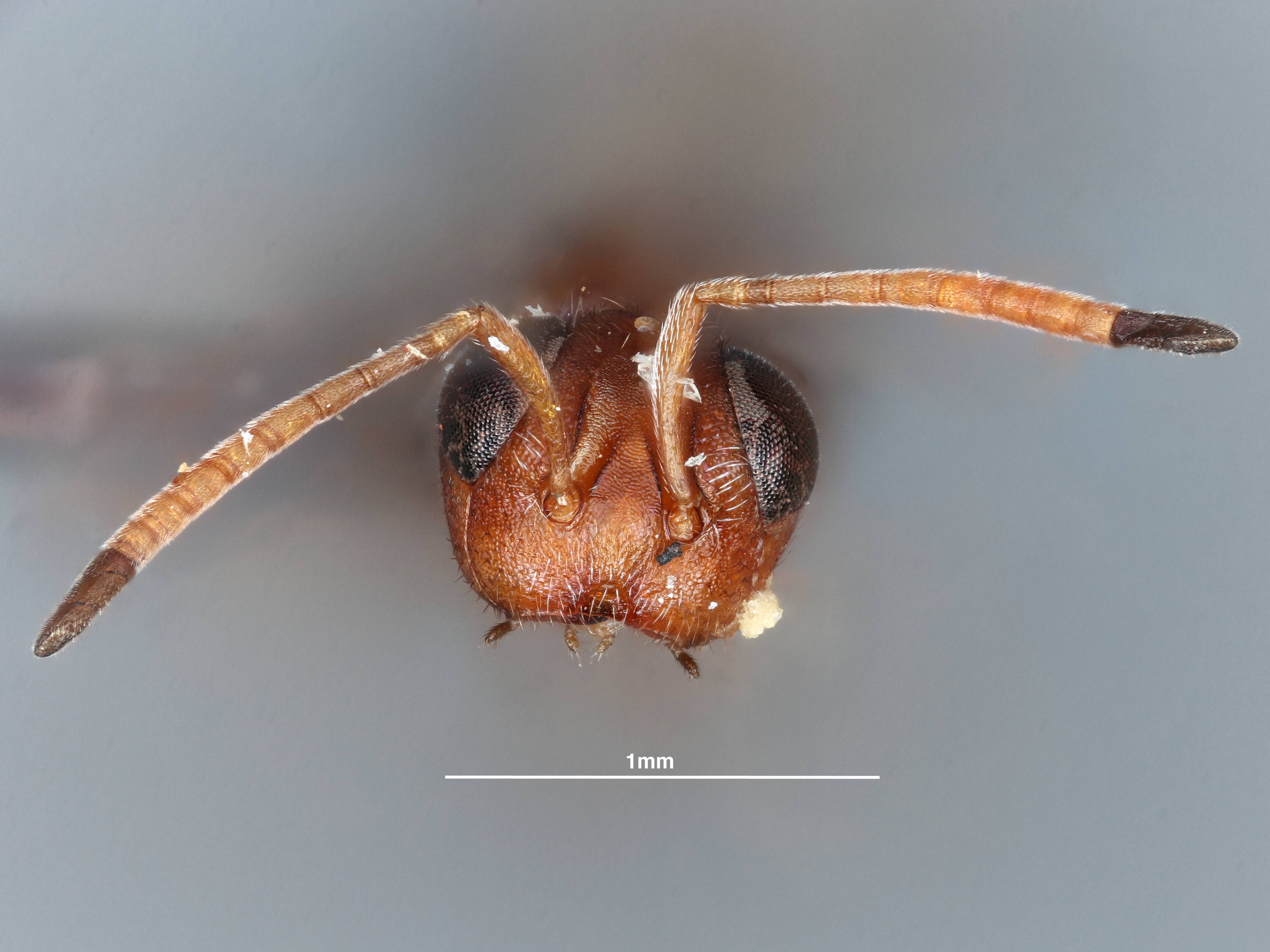 Anastatus floridanus | Smithsonian Institution