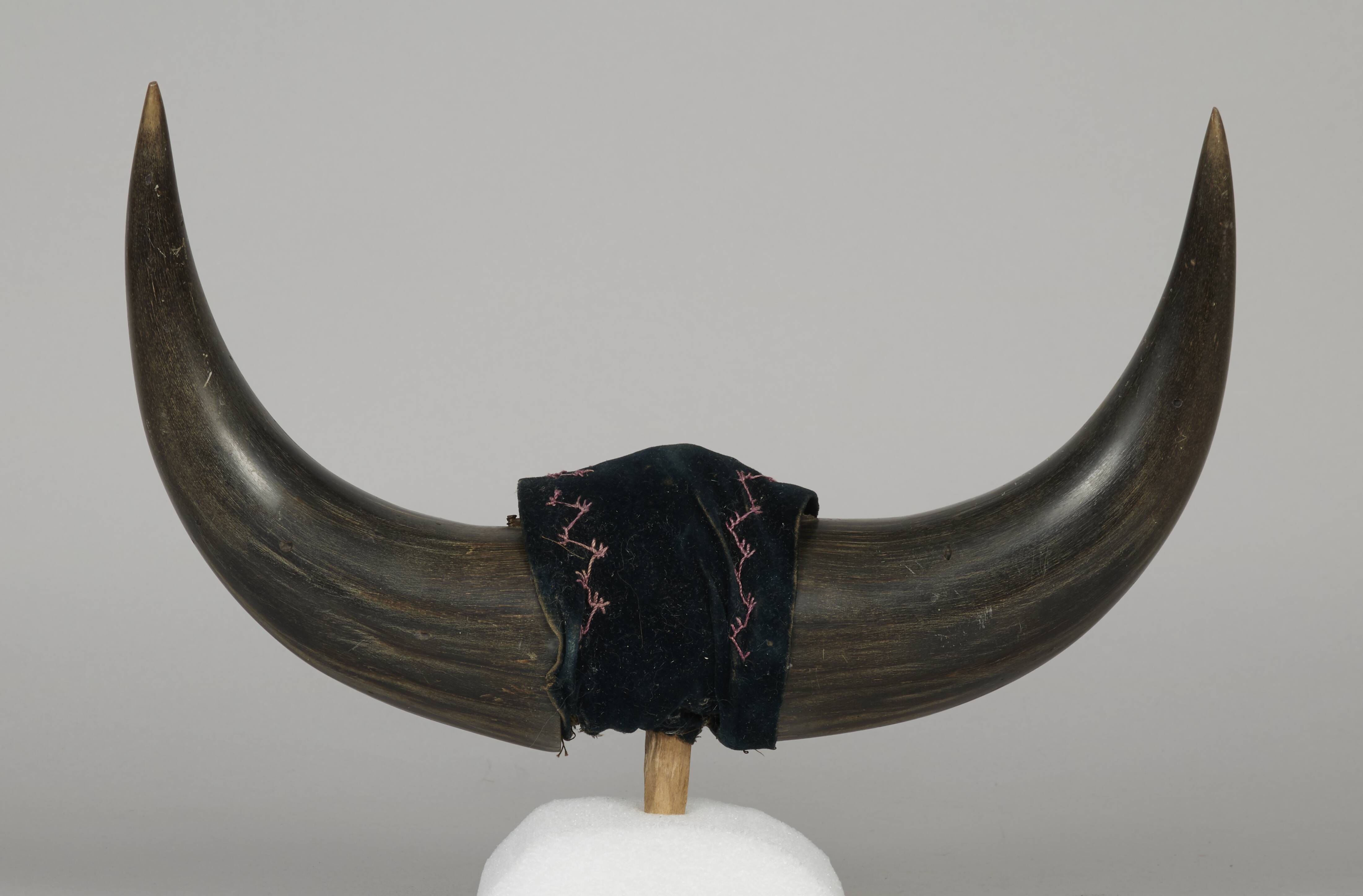 Pair Of Horns, Joined | Smithsonian Institution