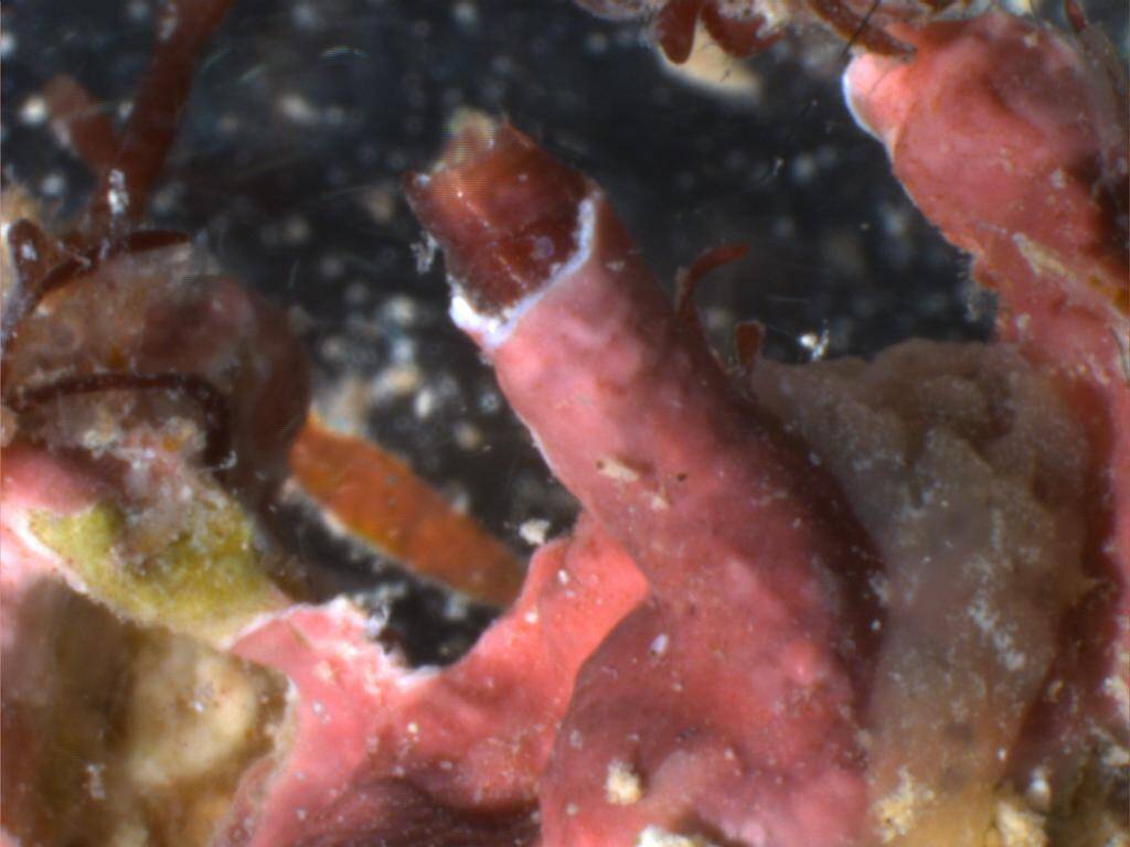 Polychaeta | Smithsonian Institution