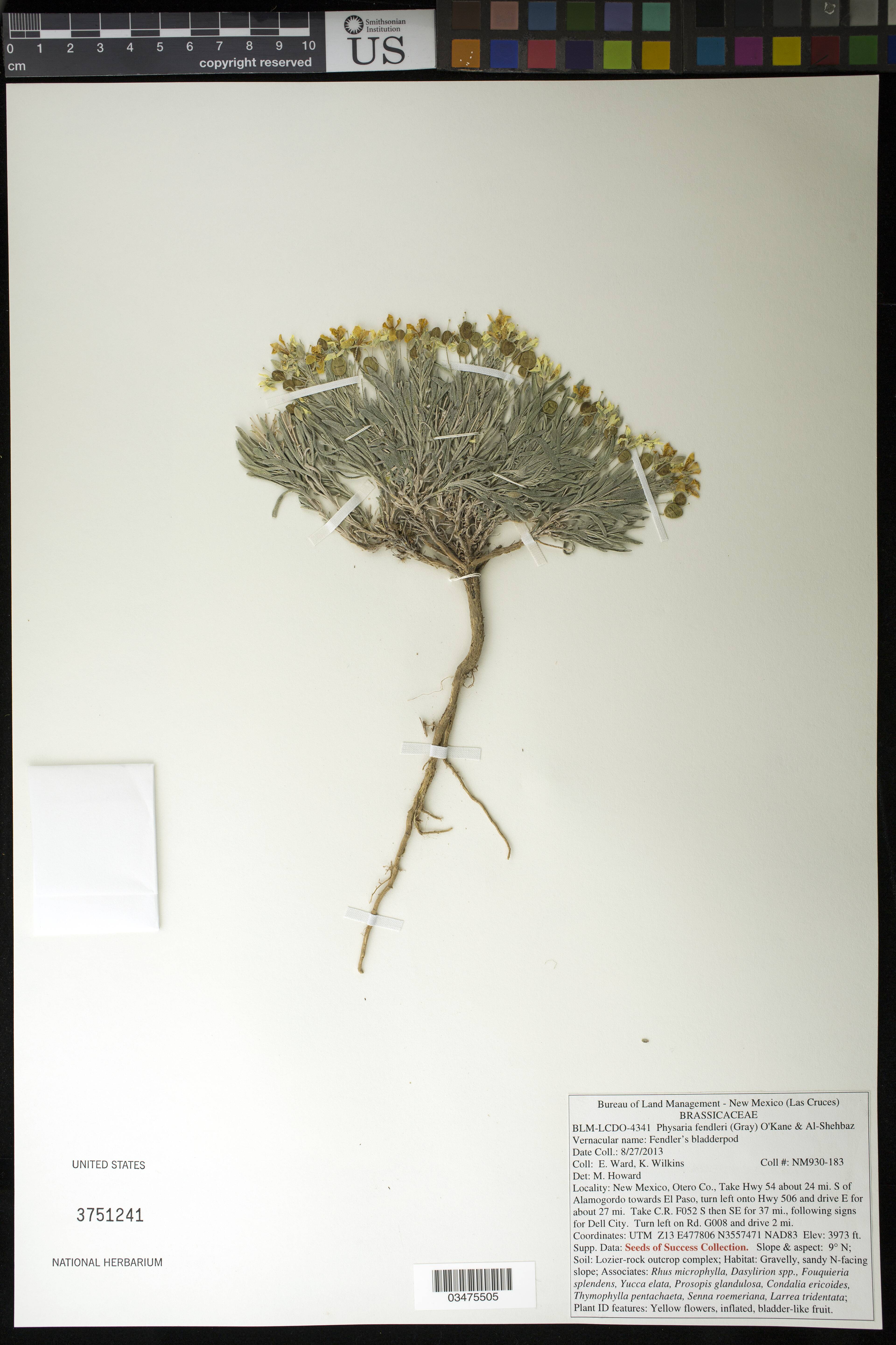 Physaria fendleri (A. Gray) O'Kane & Al-Shehbaz | Smithsonian Institution