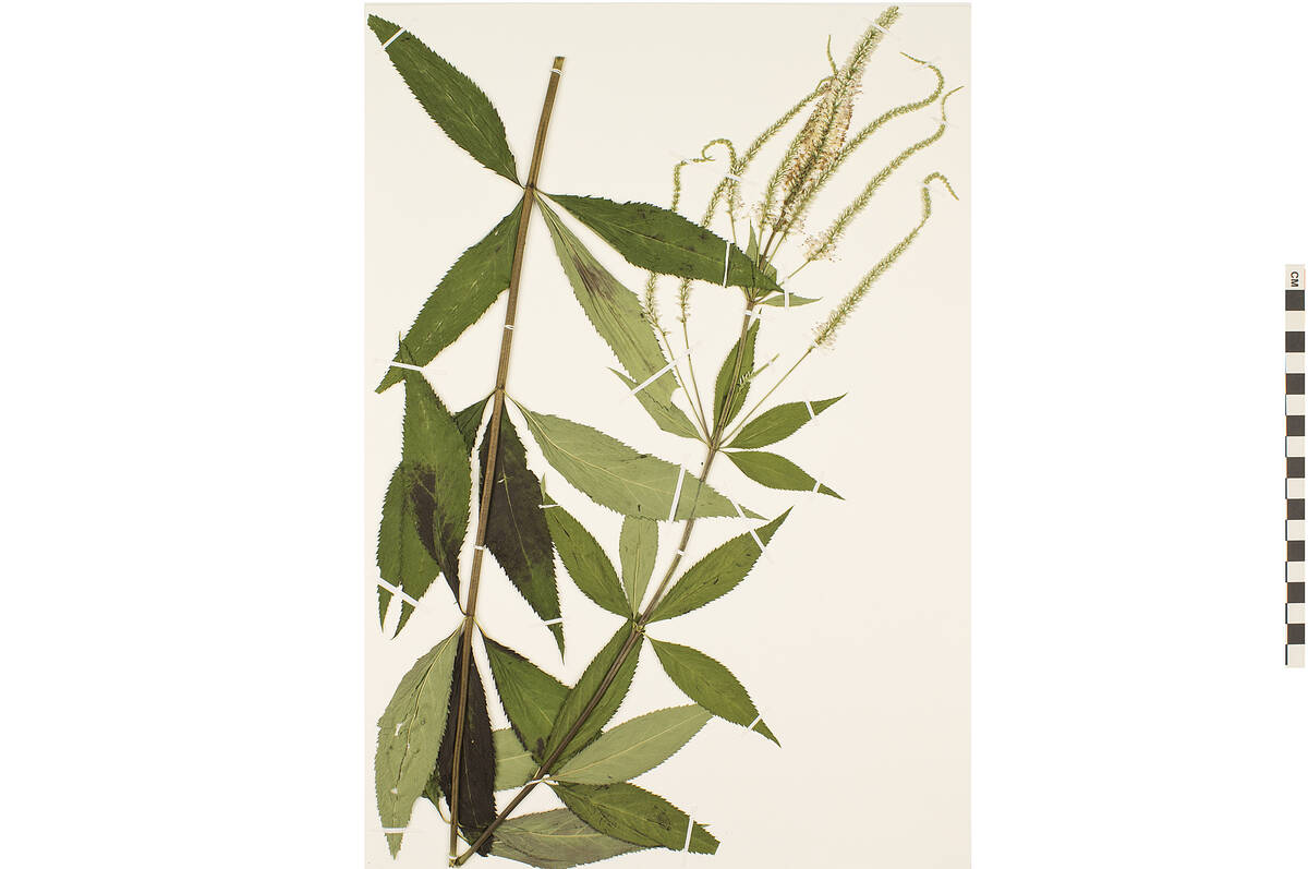 Culver's Root | Smithsonian Institution