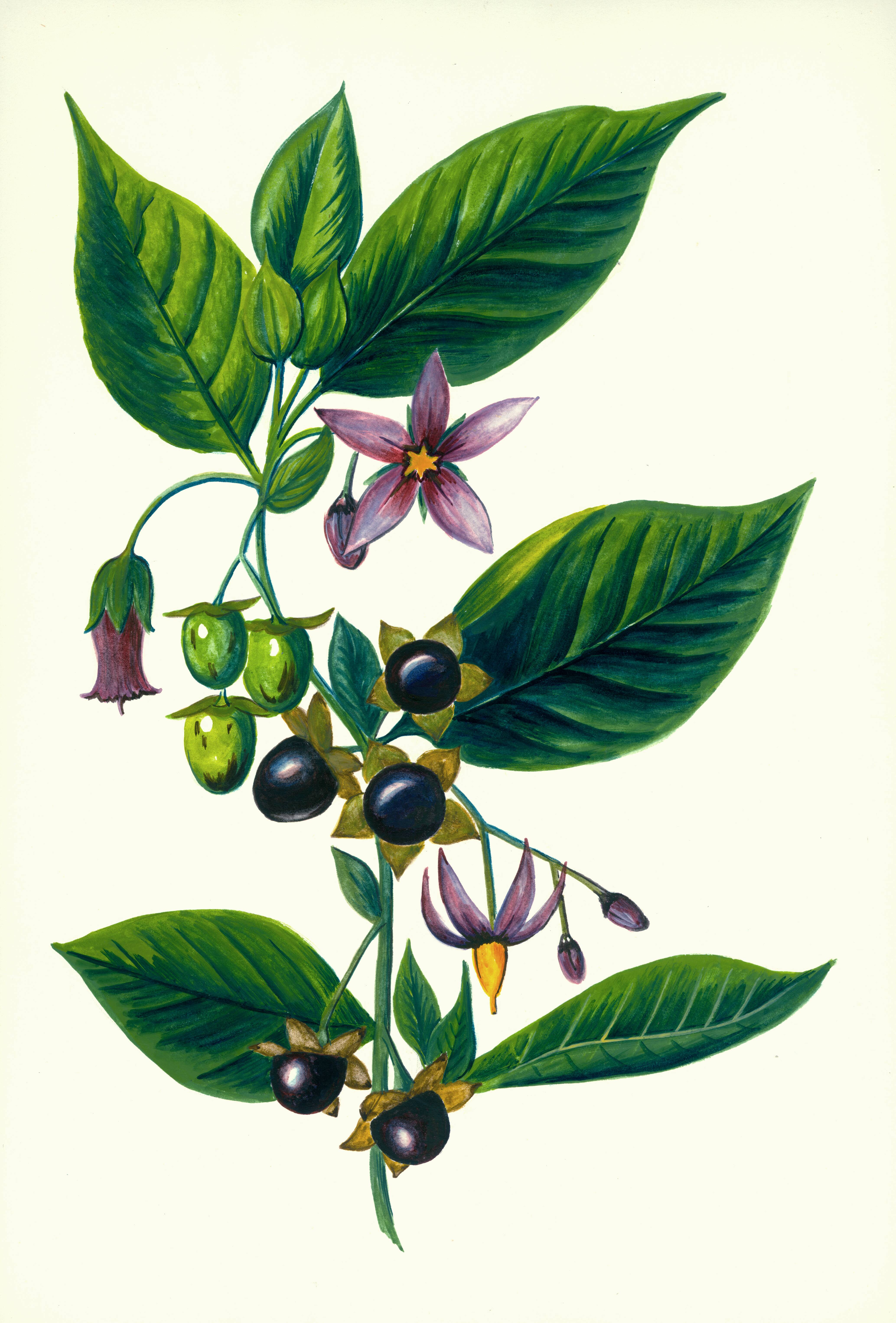 Atropa belladonna L. | Smithsonian Institution