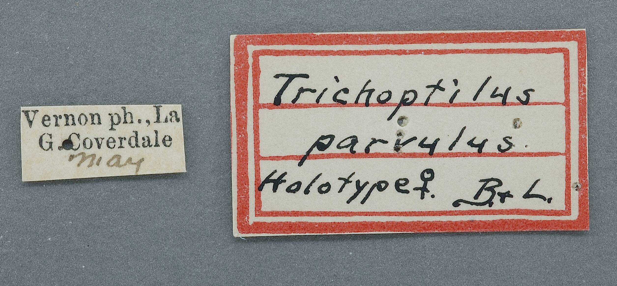 Trichoptilus parvulus | Smithsonian Institution