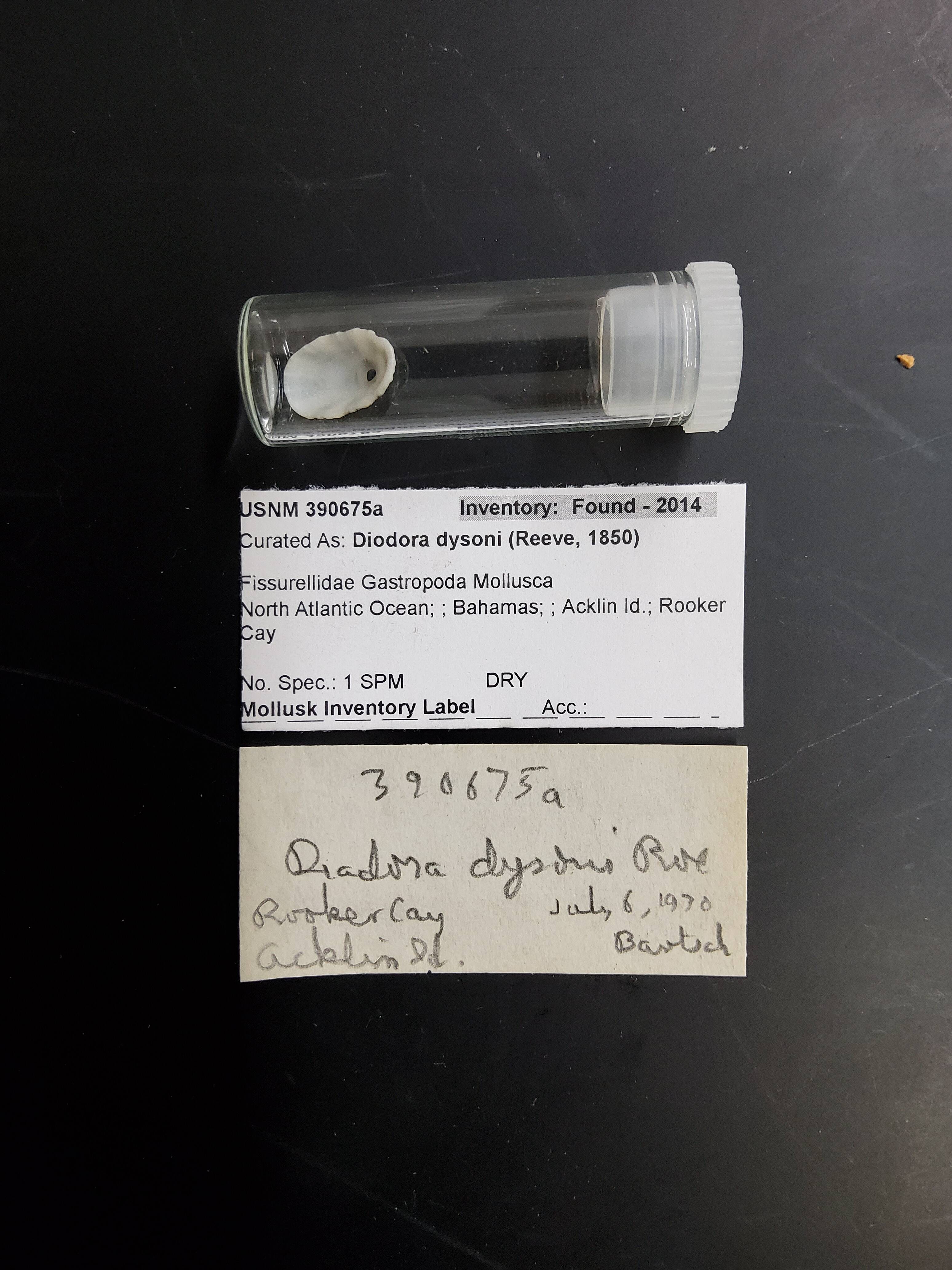 Diodora dysoni | Smithsonian Institution