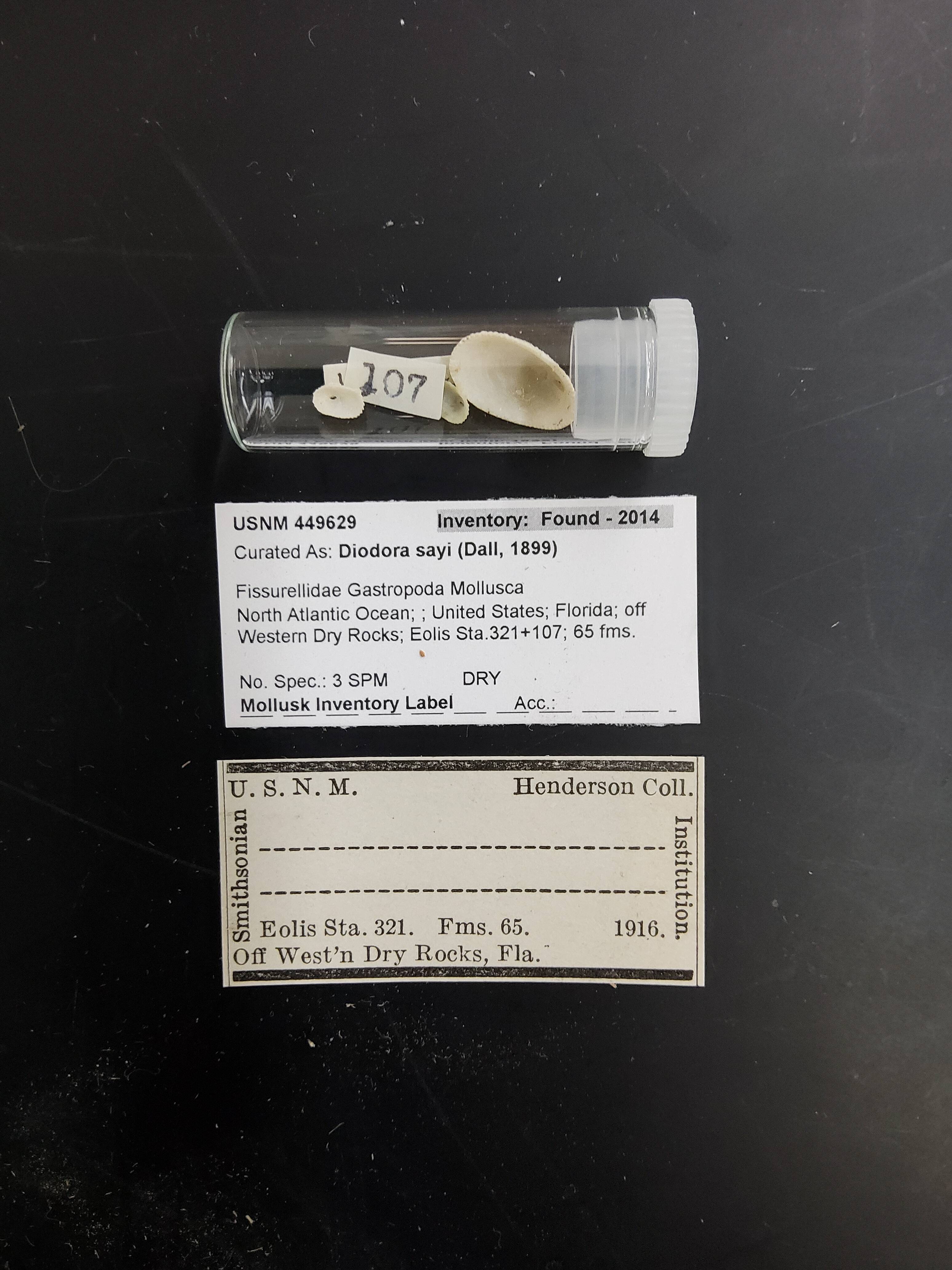 Diodora sayi | Smithsonian Institution