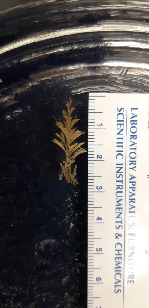 Bugula sp. | Smithsonian Institution