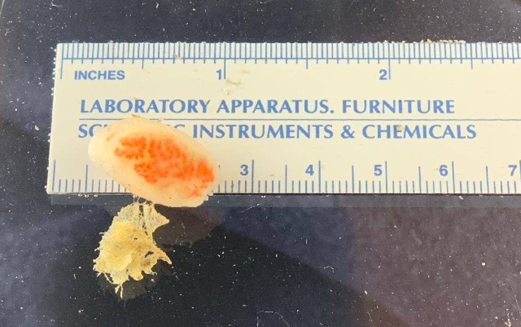 Aplidium californicum | Smithsonian Institution