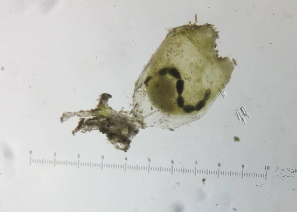 Perophora annectens | Smithsonian Institution