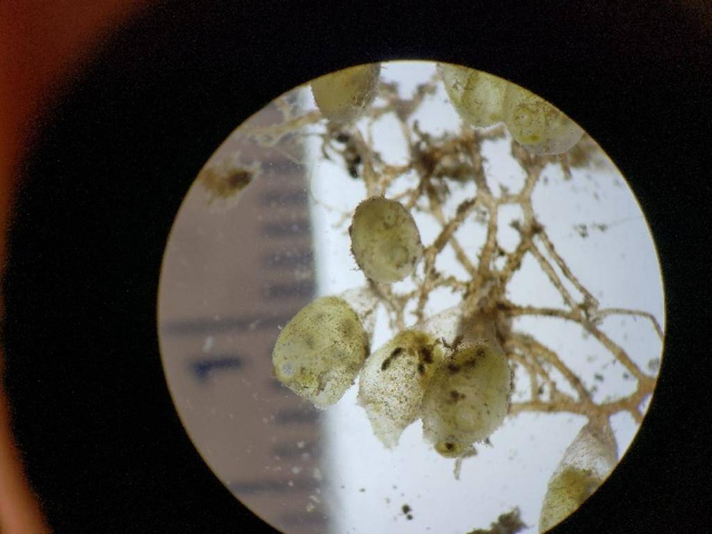 Perophora annectens | Smithsonian Institution