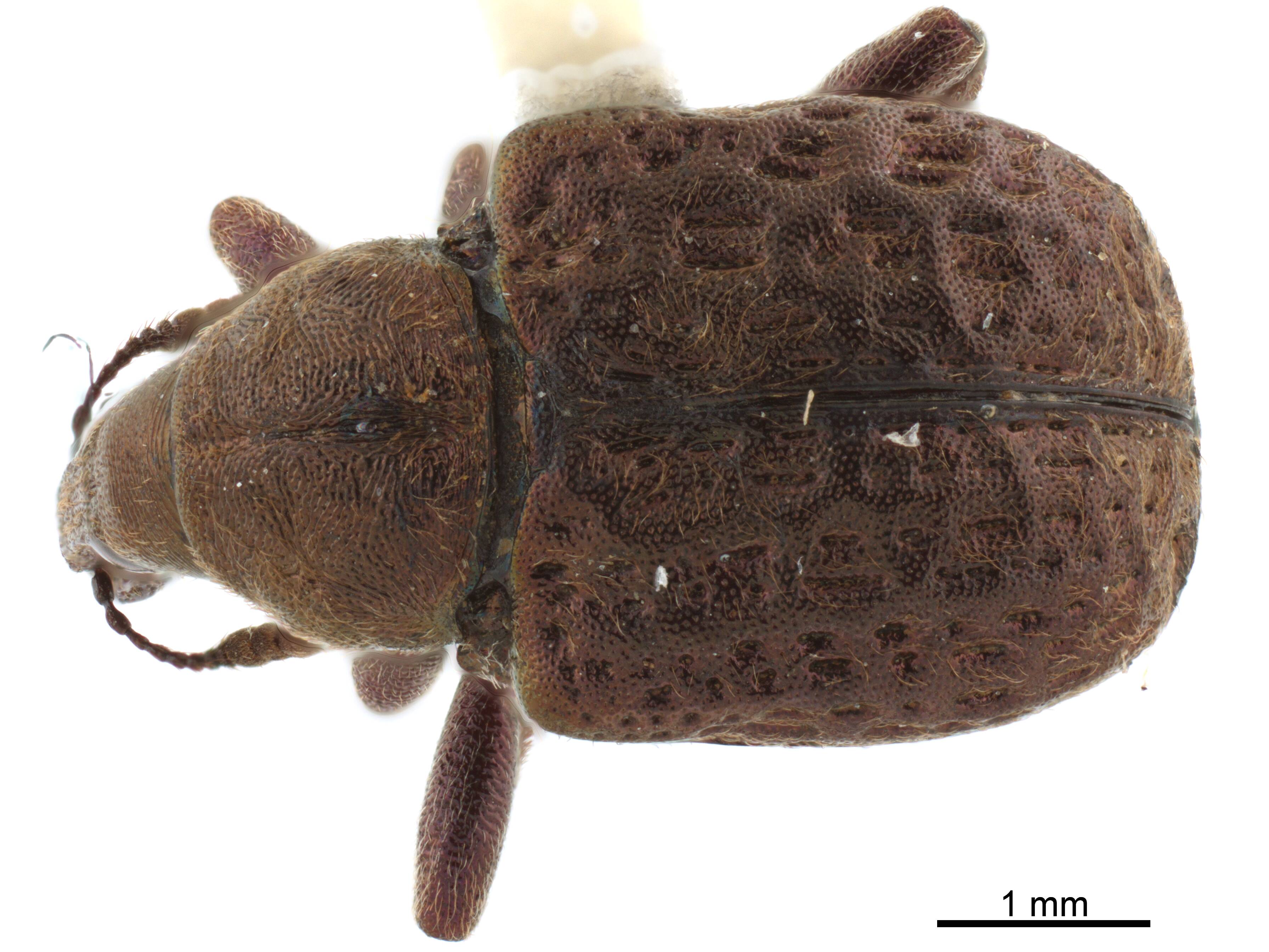 Byctiscus lacunipennis | Smithsonian Institution