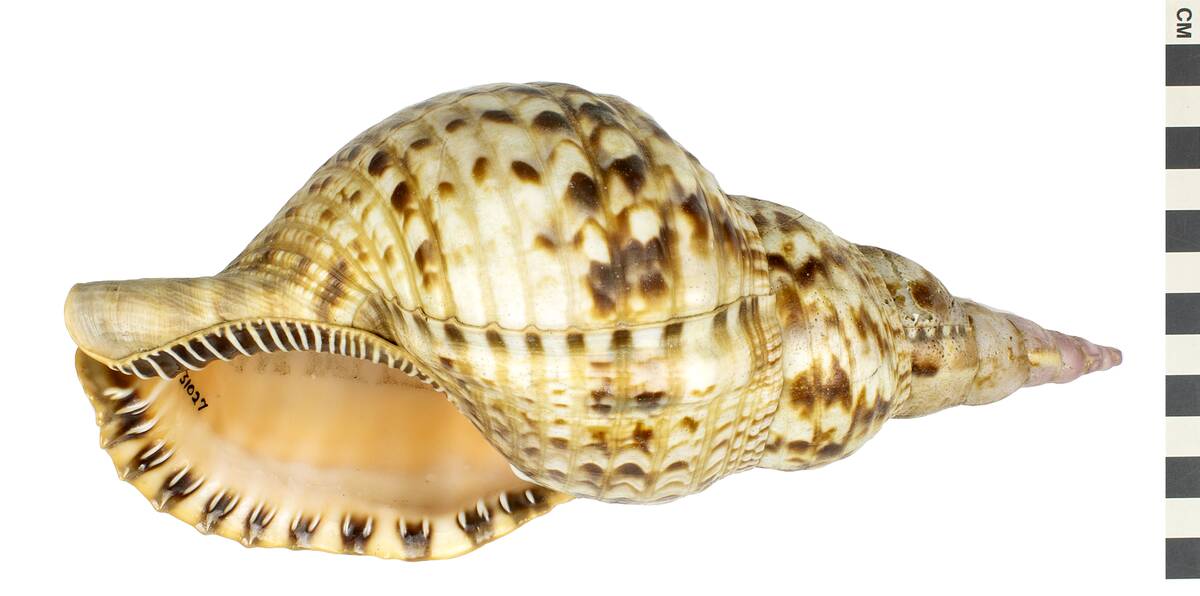 Triton's Trumpet, Trumpet Triton shell | Smithsonian Institution