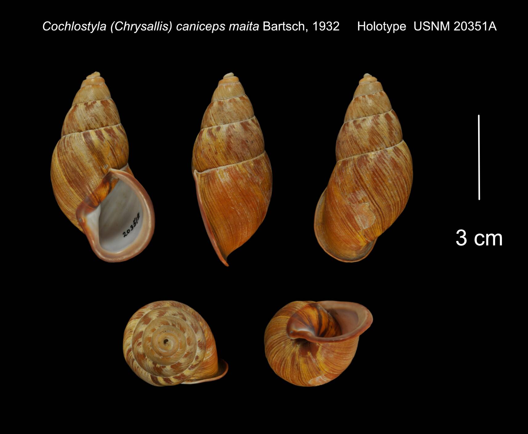 Cochlostyla (Chrysallis) caniceps maita | Smithsonian Institution