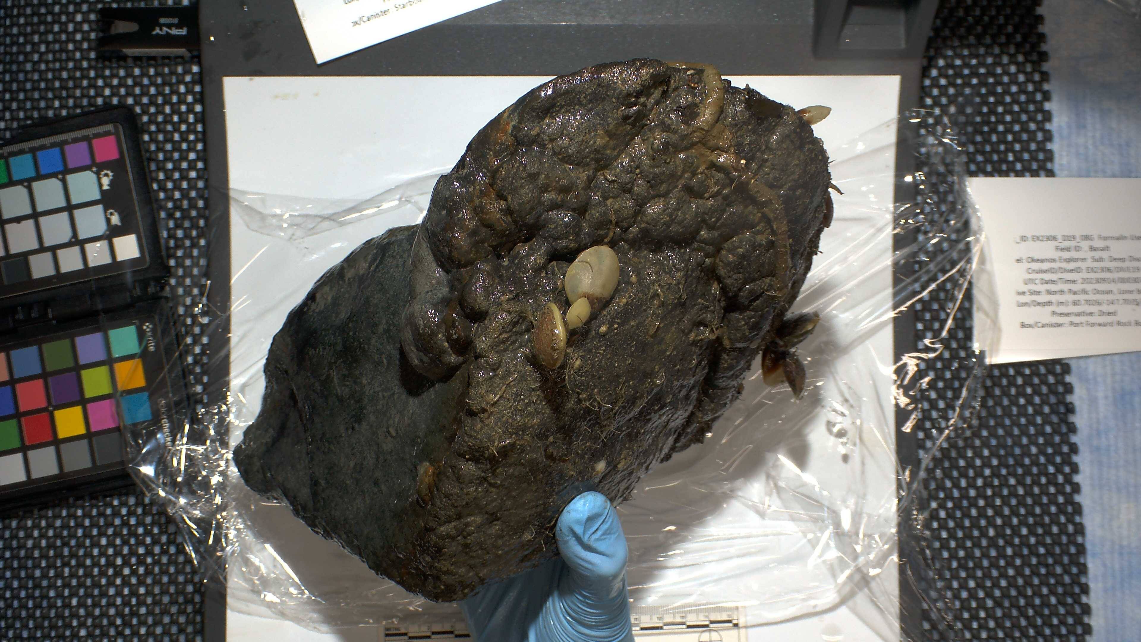 Polychaeta | Smithsonian Institution