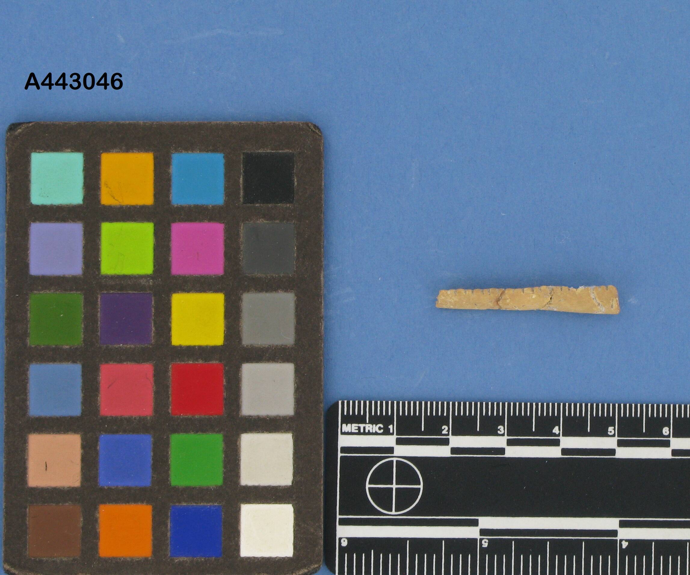 Frag. Of Decorated Bone Bead | Smithsonian Institution