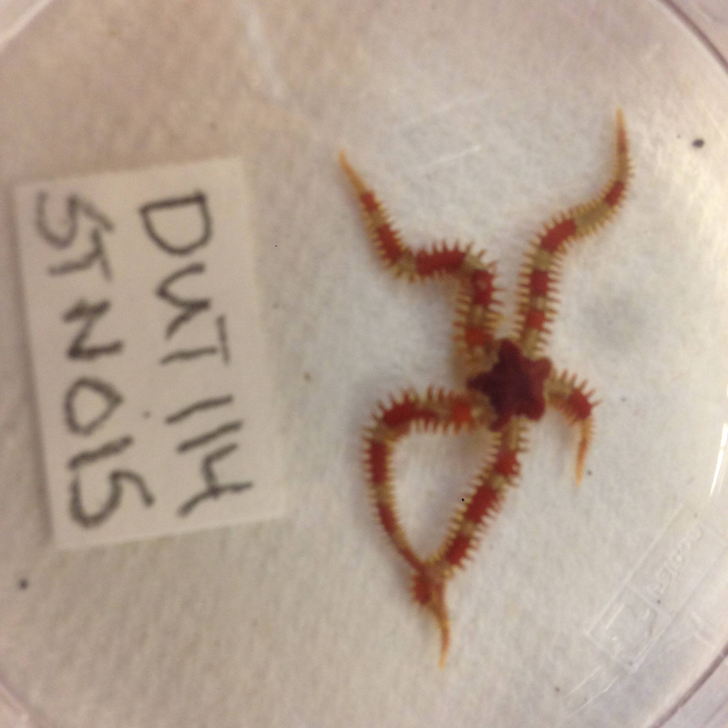 Ophiopholis aculeata | Smithsonian Institution