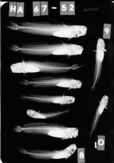 WoRMS - World Register of Marine Species - Taenioides Lacepède, 1800